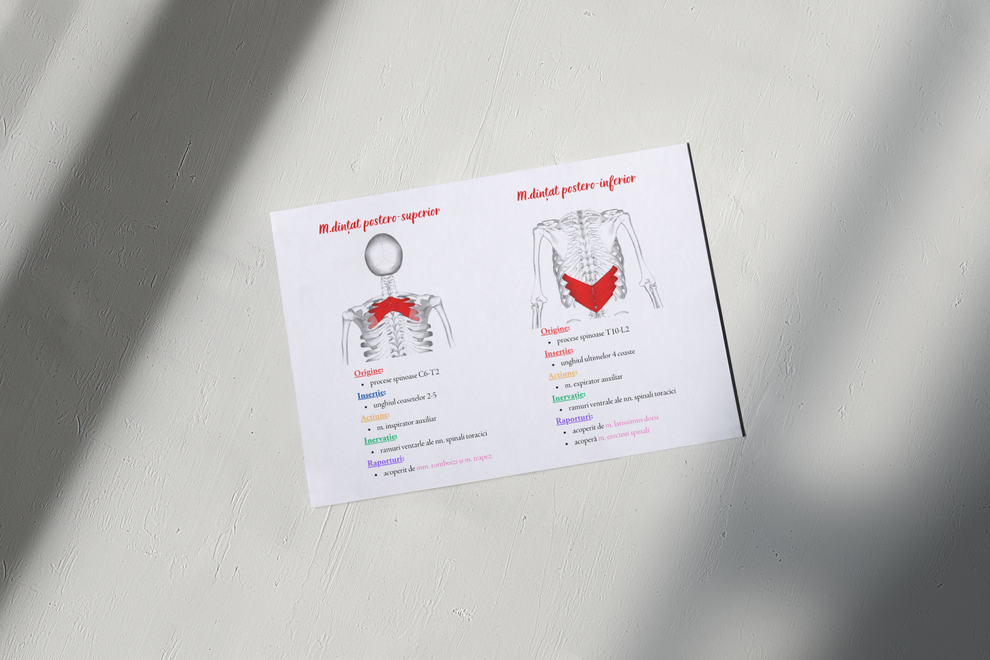 Flashcarduri Anatomie - Membrul superior, spatele, pereții toracelui ...